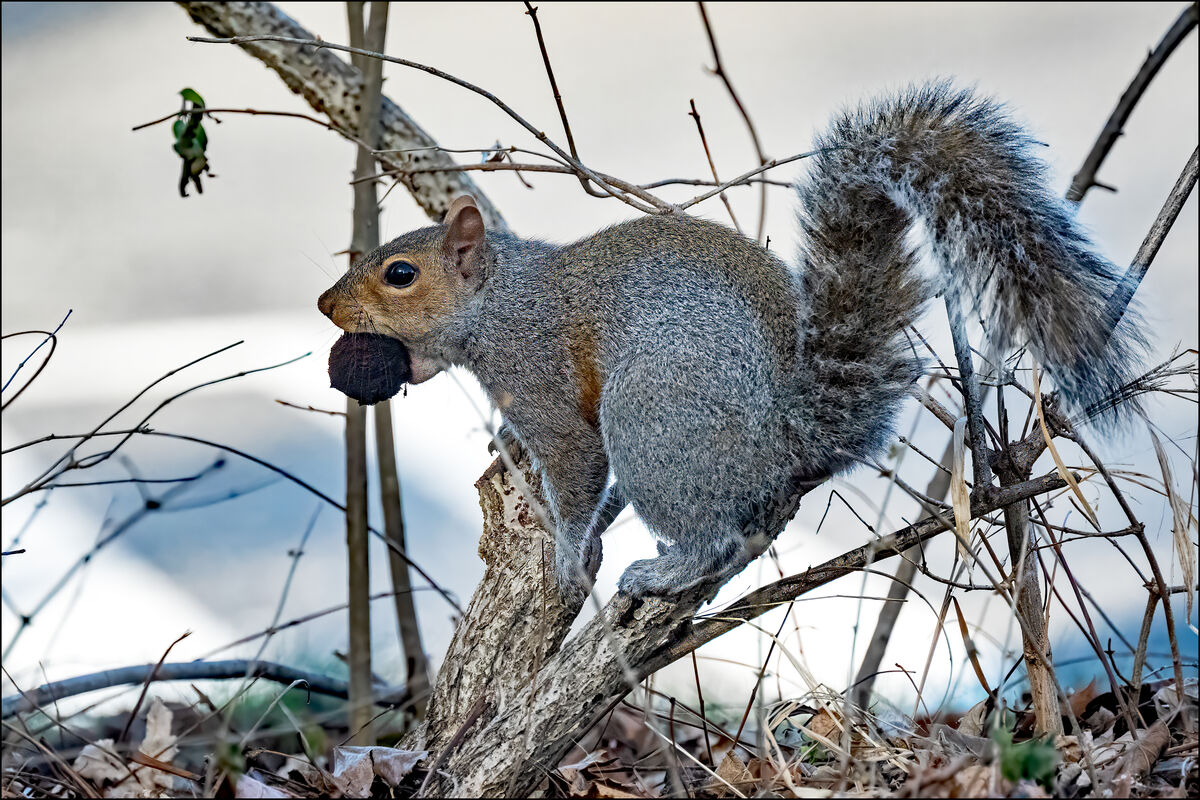 Four Squirrels: Please see the captions.