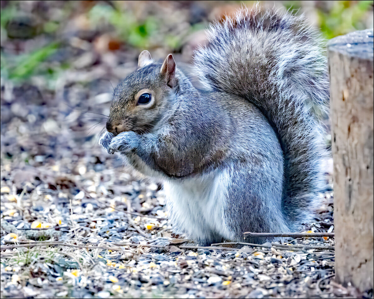Four Squirrels: Please see the captions.