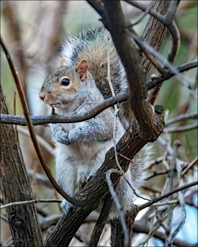 Four Squirrels: Please see the captions.