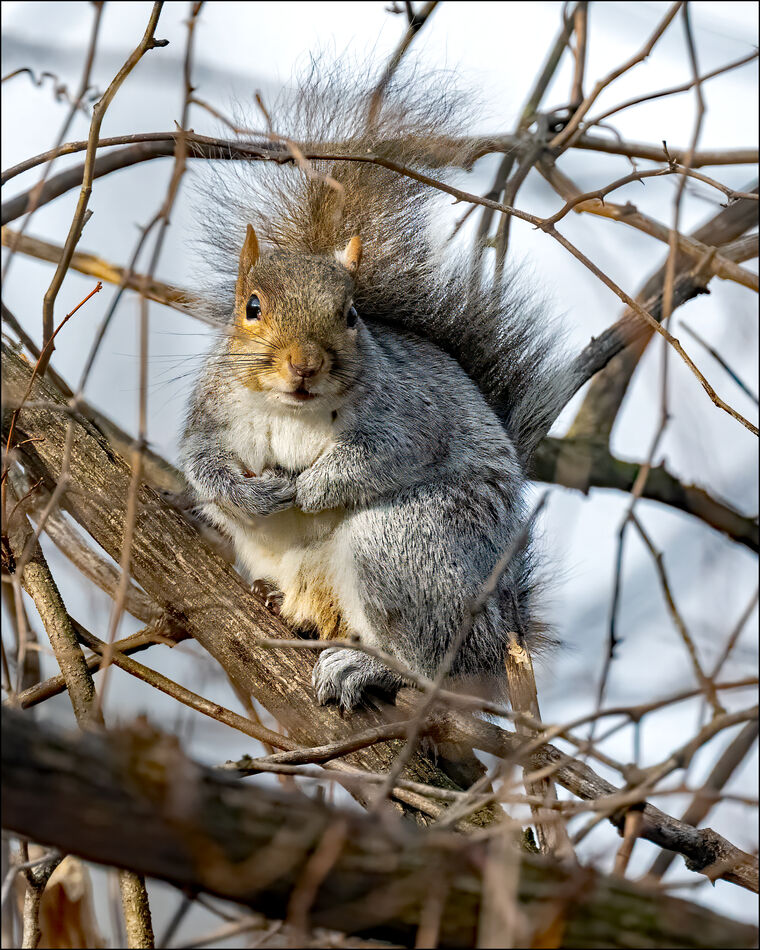 Four Squirrels: Please see the captions.