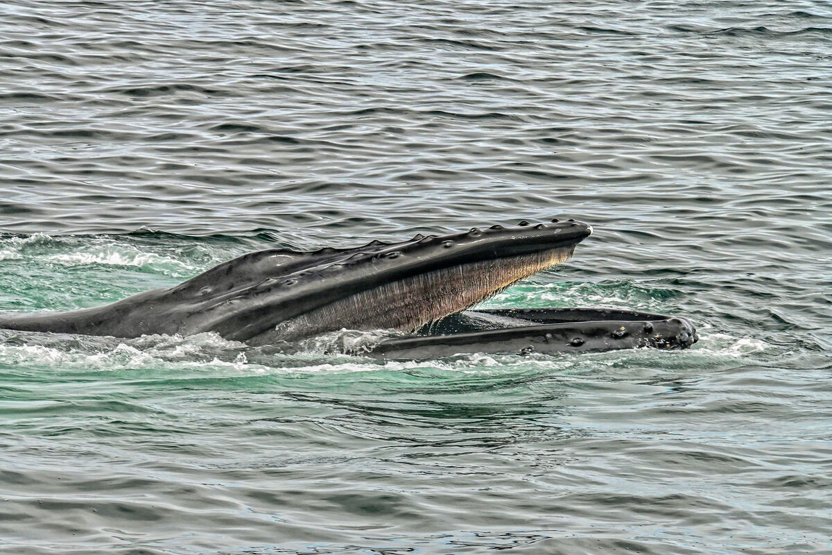 Feeding Humpback: over Stellwagen Bank Marine Mammal Sanctuary...