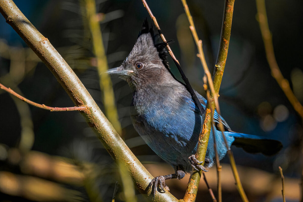 Stellar's Jay Our Yard 1-16-2026: Cold, sunny day in January! Shy bird ...