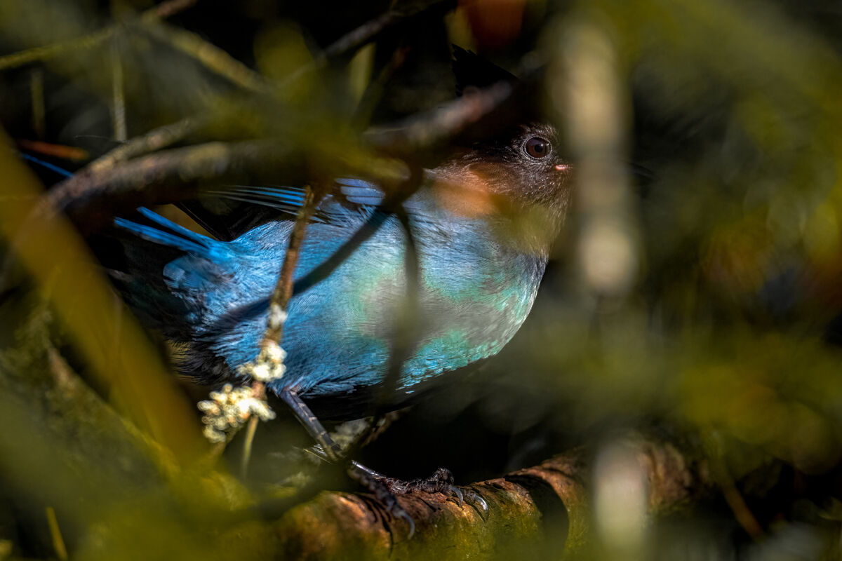 Stellar's Jay Our Yard 1-16-2026: Cold, sunny day in January! Shy bird ...