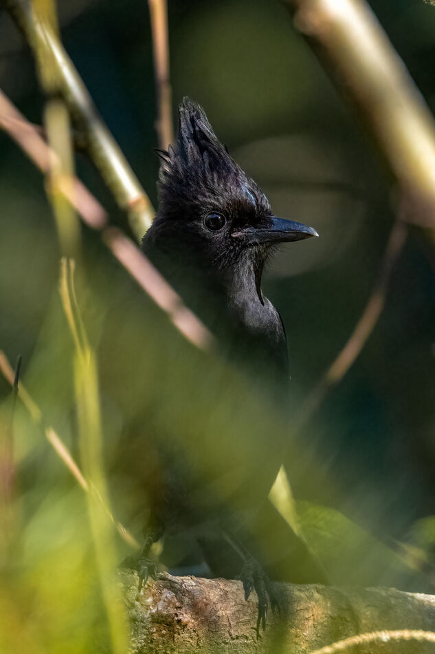 Stellar's Jay Our Yard 1-16-2026: Cold, sunny day in January! Shy bird ...