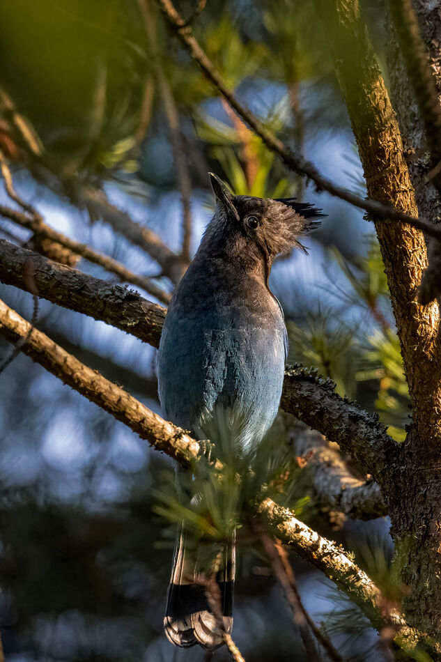Stellar's Jay Our Yard 1-16-2026: Cold, sunny day in January! Shy bird ...