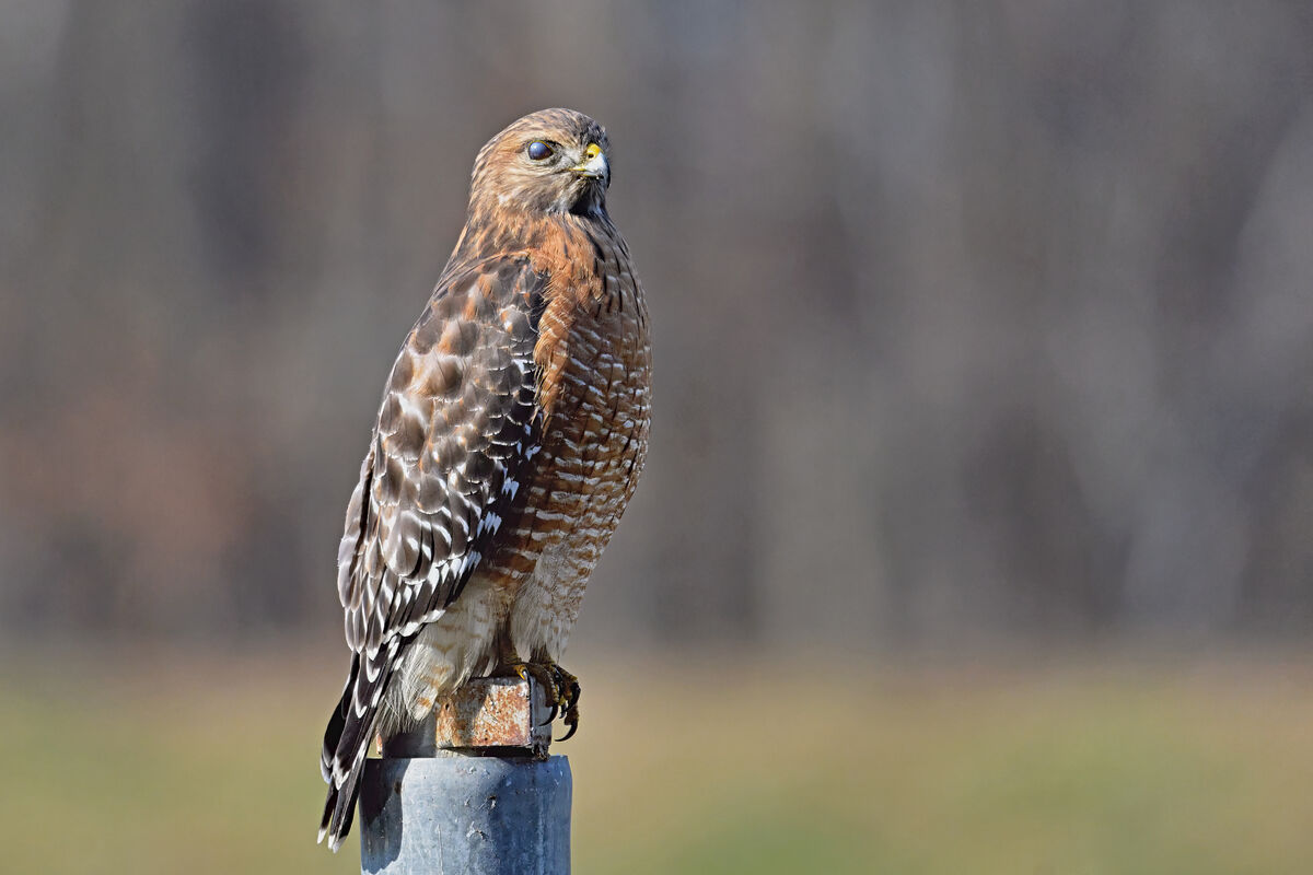 Blinking birds of 2025. Which eyelid? All photos taken in central NC in ...