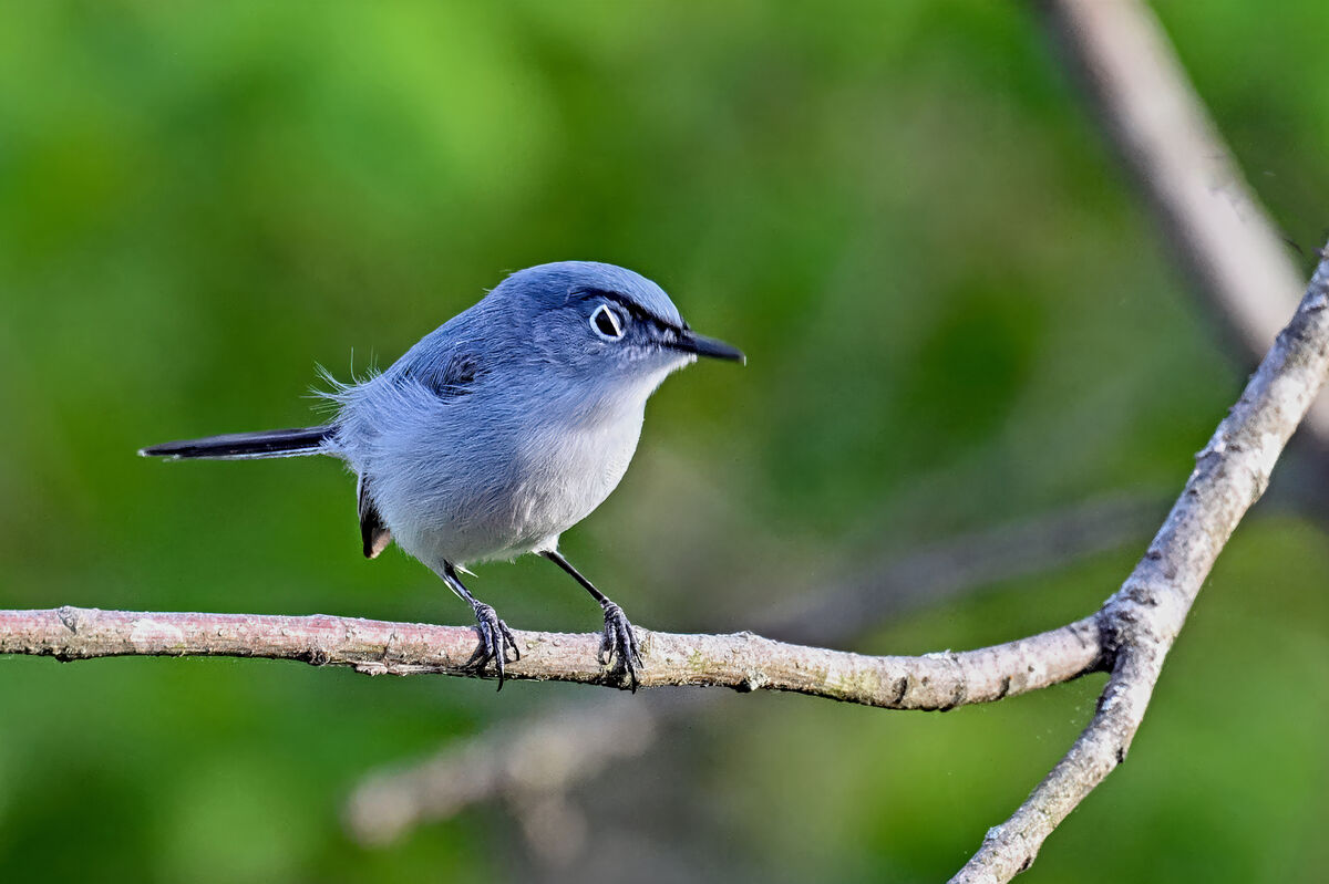 Blinking birds of 2025. Which eyelid? All photos taken in central NC in ...
