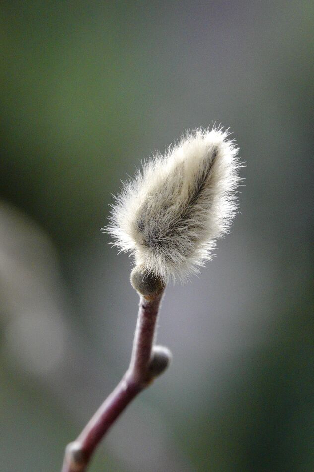 Freezing Along the Snake River Greenbelt: Last week I wandered over to ...