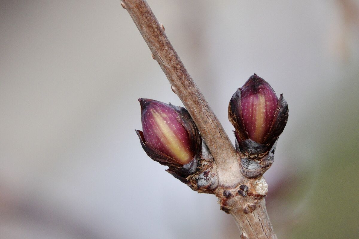 Freezing Along the Snake River Greenbelt: Last week I wandered over to ...