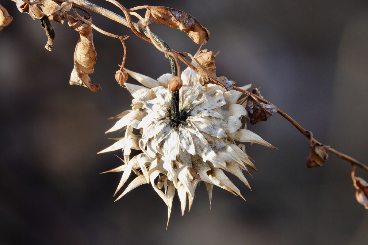 Freezing Along the Snake River Greenbelt: Last week I wandered over to ...