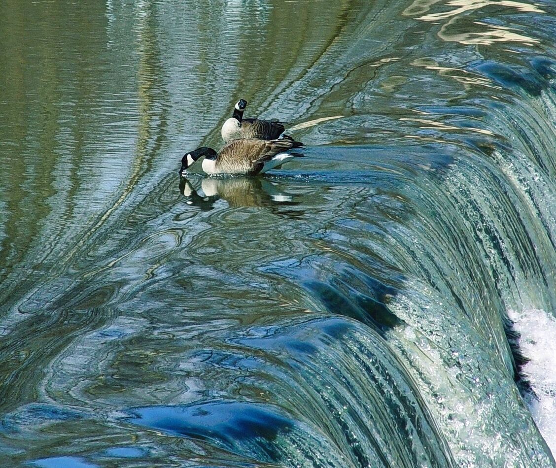 Geese in Splendor: They must have been hanging on for dear life with ...
