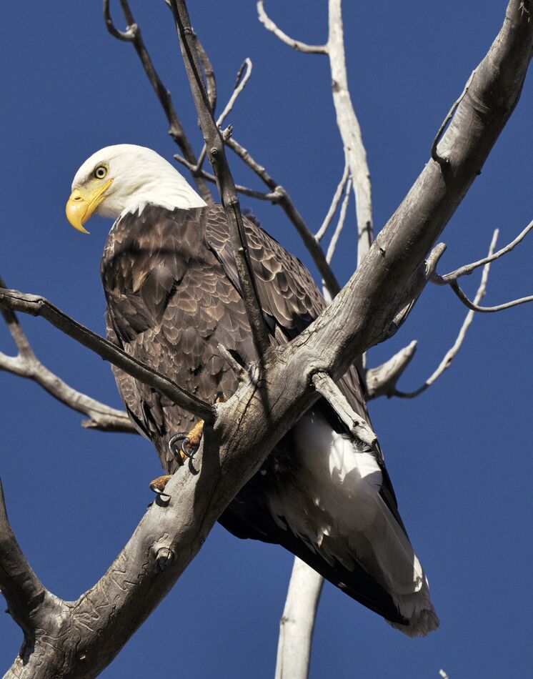 Bald Eagle: Spotted this Bald Eagle in a cottonwood tree in my local state park.
