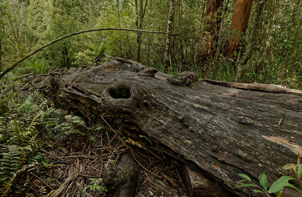 A Walk In The Forest: Maits Rest forest walk is a pleasant walk through ...