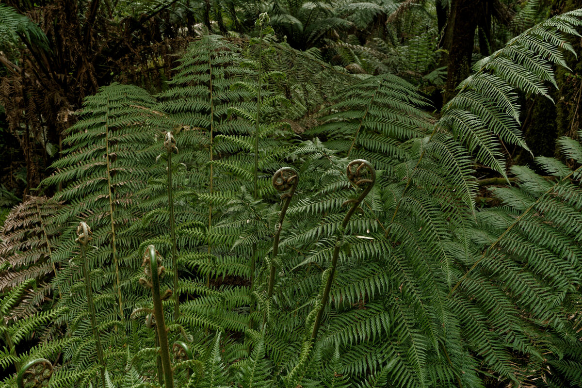 A Walk In The Forest: Maits Rest forest walk is a pleasant walk through ...