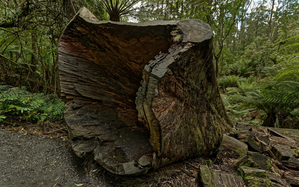 A Walk In The Forest: Maits Rest forest walk is a pleasant walk through ...