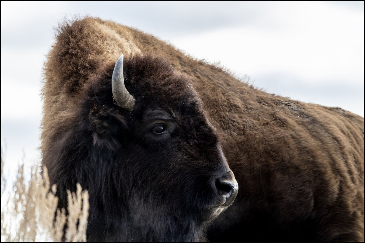 American Buffalo (aka Bison) Portraits: These images were taken in ...