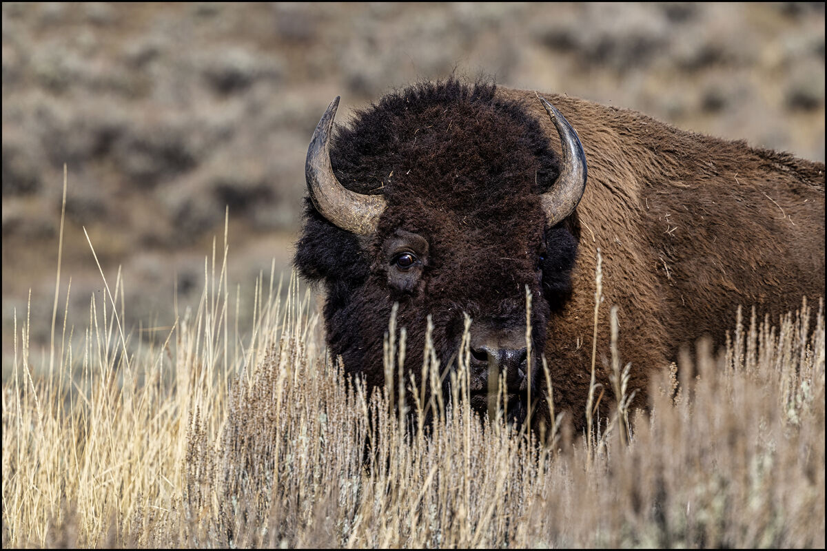 American Buffalo (aka Bison) Portraits: These images were taken in ...