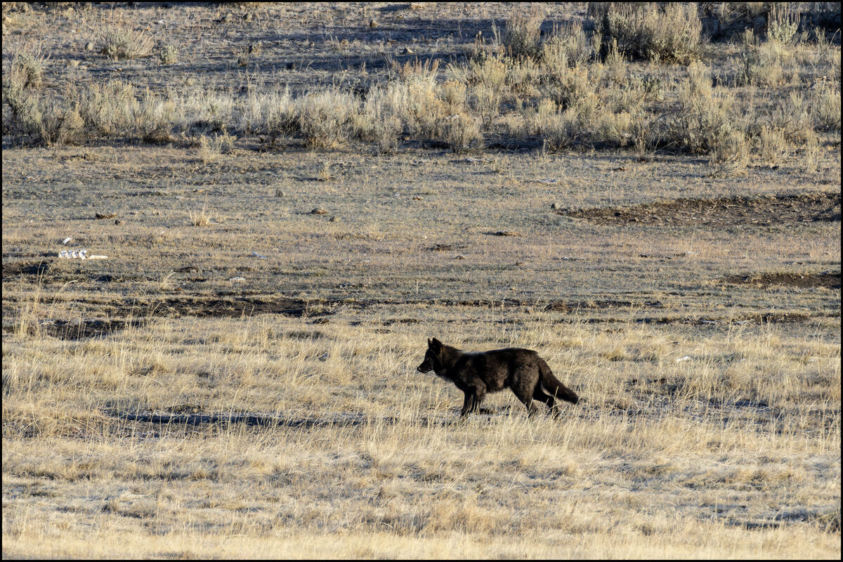 Wolves of Yellowstone: These wolves were about two tenths of a mile ...