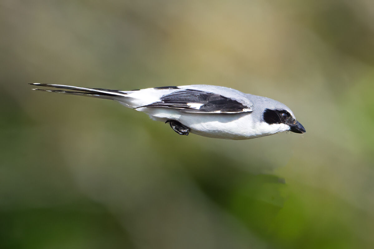 Shrike streak. Green Cay Fl: Shrike streak. Green Cay Fl. These birds ...