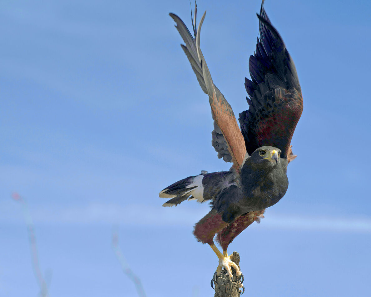 Harris's Hawks in motion: I love watching these Harris's Hawks in ...