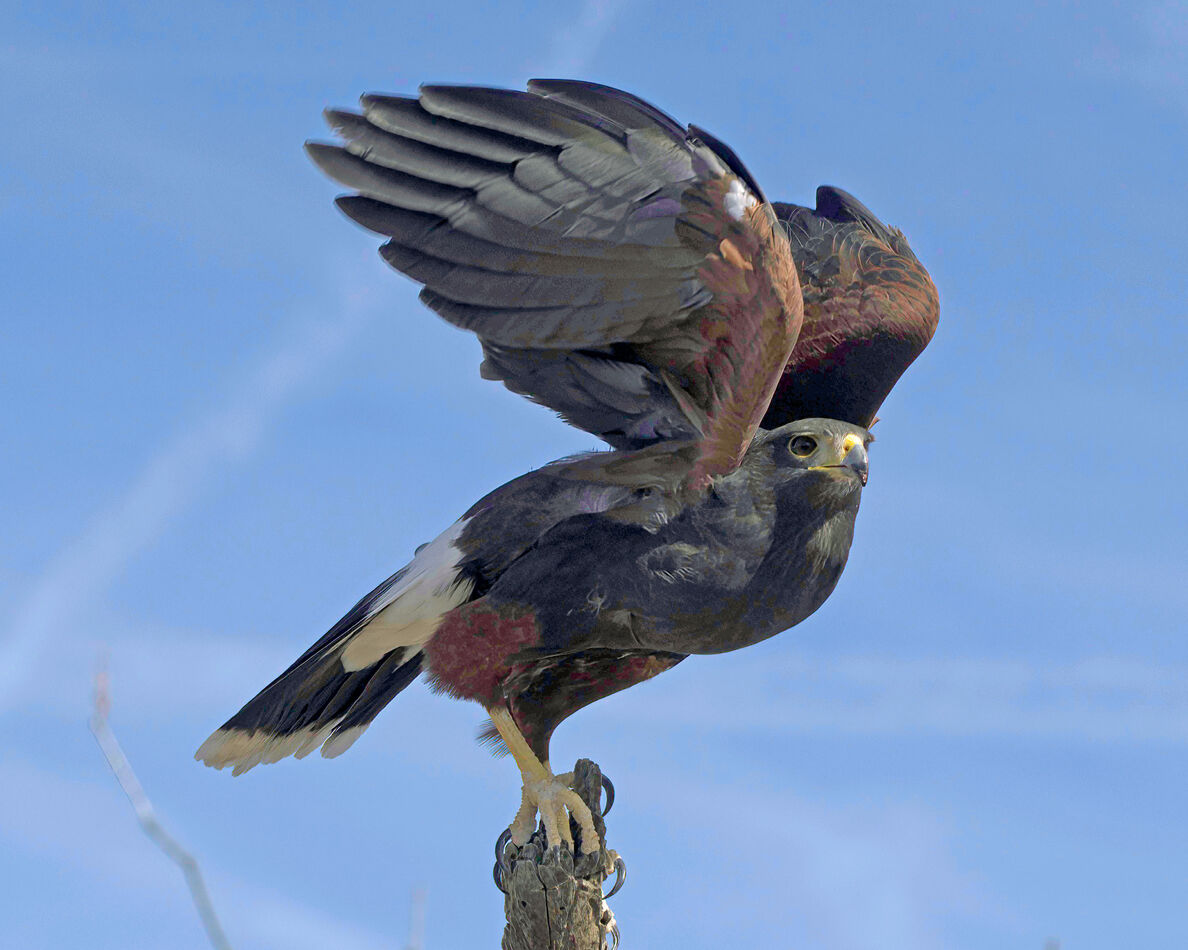 Harris's Hawks in motion: I love watching these Harris's Hawks in ...