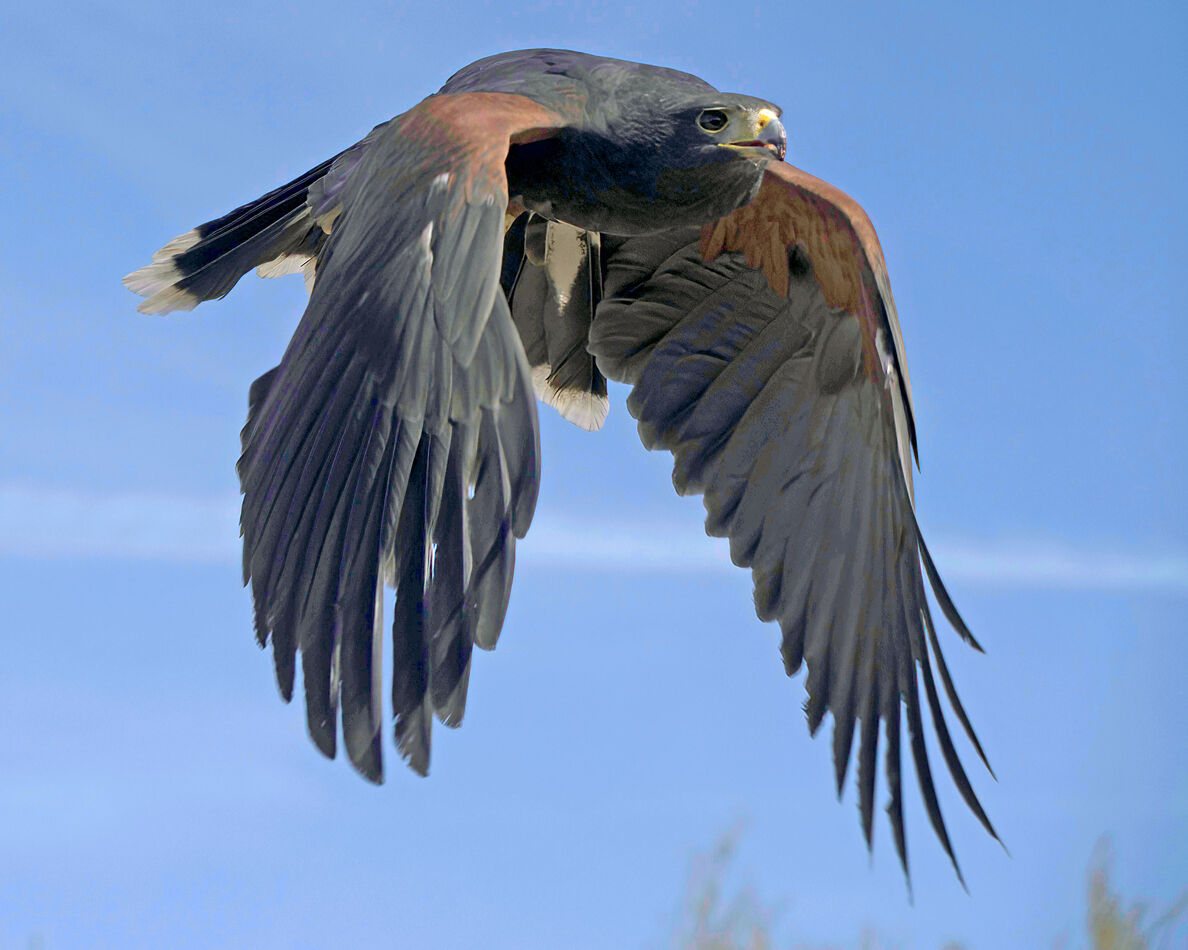 Harris's Hawks in motion: I love watching these Harris's Hawks in ...