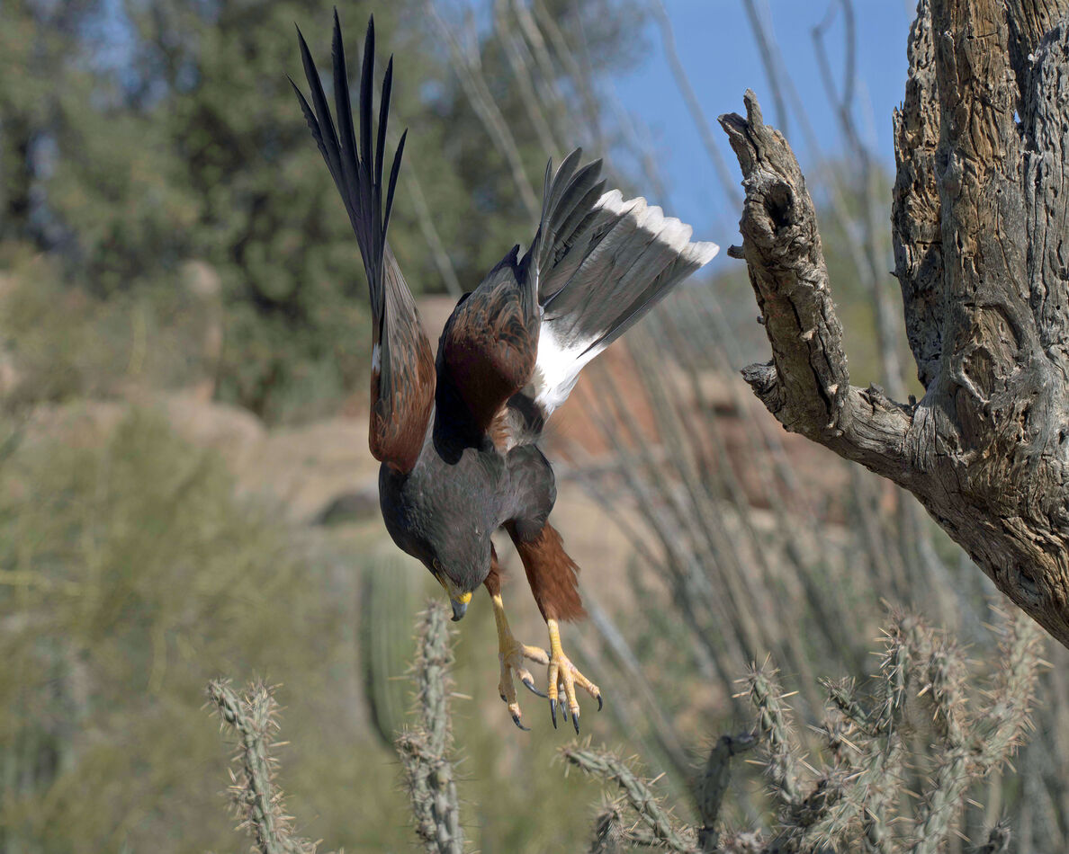 Harris's Hawks in motion: I love watching these Harris's Hawks in ...