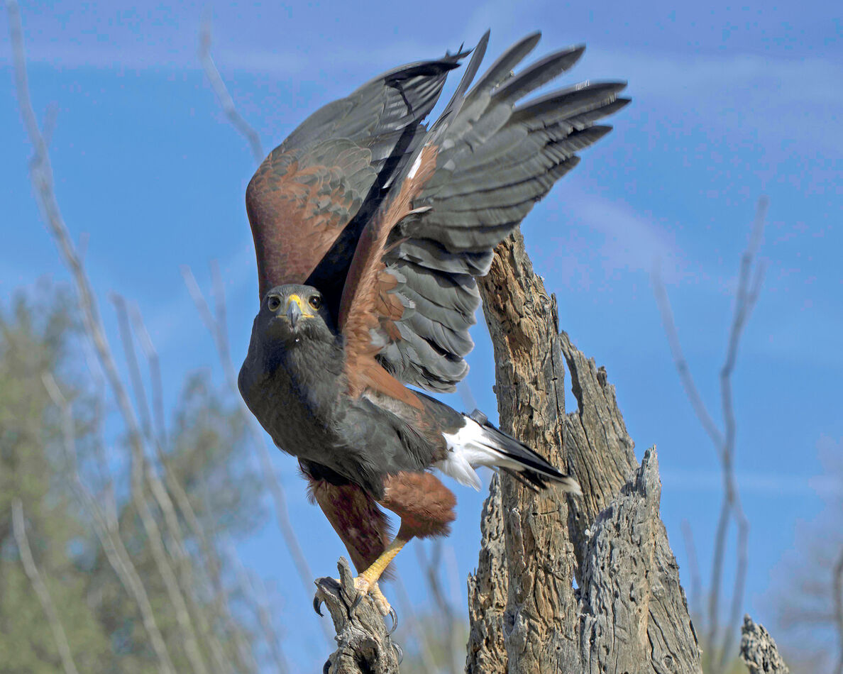 Harris's Hawks in motion: I love watching these Harris's Hawks in ...