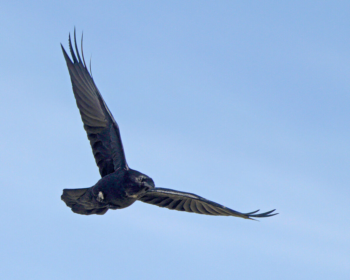 a few more birds from yesterday: Chihuahuan Ravens Great Horned Owl ...