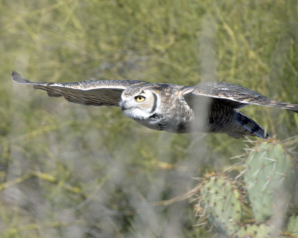 a few more birds from yesterday: Chihuahuan Ravens Great Horned Owl ...