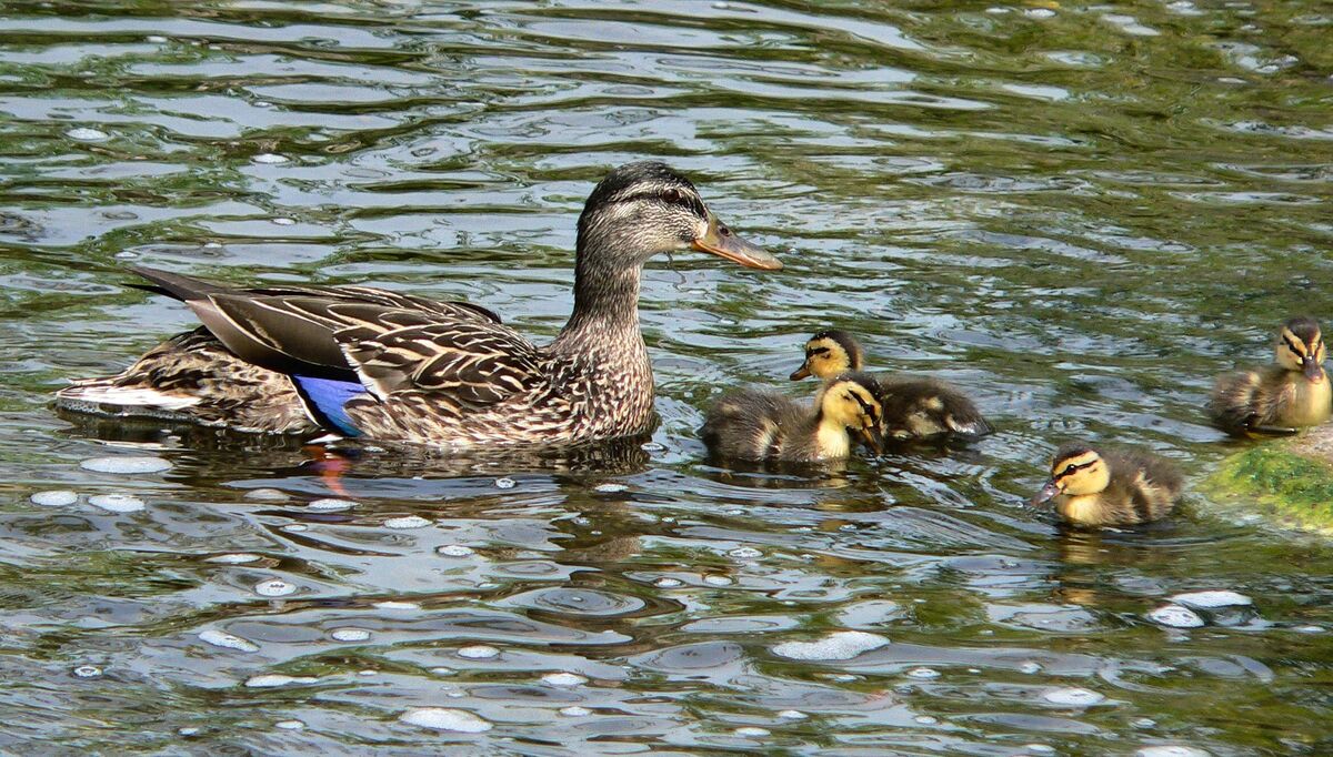 A Gorgeous Duck Family: Having their own great day in Nature while I ...