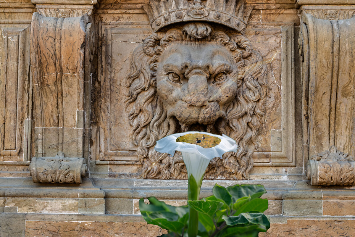 The King of The Jungle: Is not pleased with what is in front of him ...