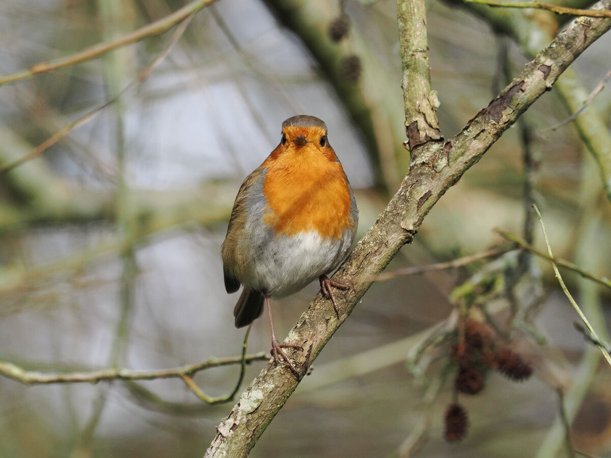 A Robin and Tufted Ducks: Hi all. Yesterday I went out for the first ...