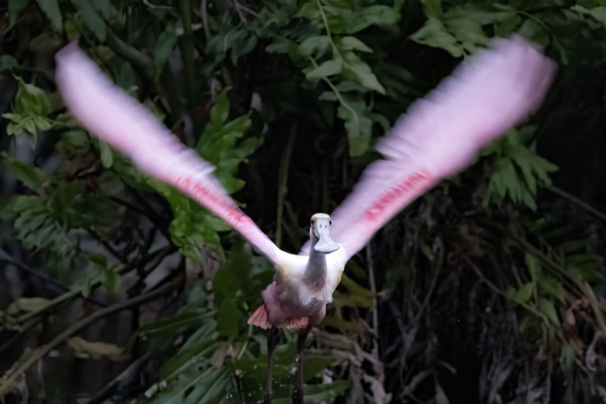 Roseate Spoonbill take off with a super slow shutter speed: Roseate ...
