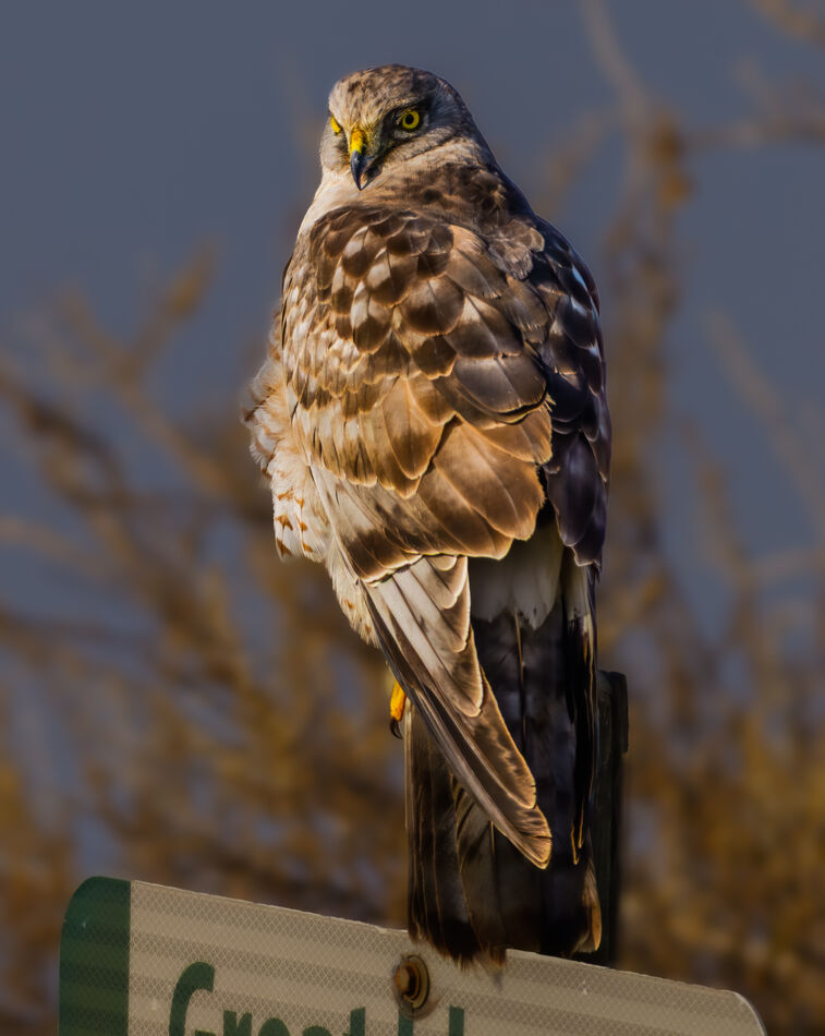 Northern Harrier - I: This bird is typical of the harriers I find ...