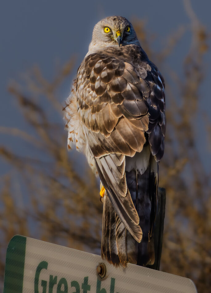 Northern Harrier - I: This bird is typical of the harriers I find ...