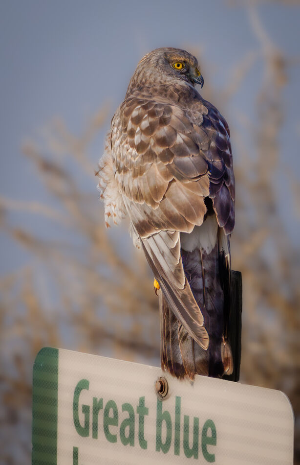 Northern Harrier - I: This bird is typical of the harriers I find ...