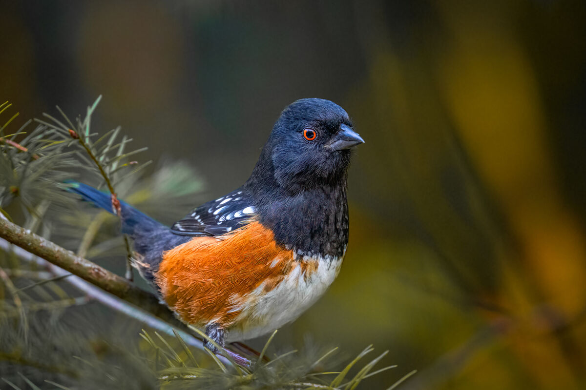 Spotted Towhee (Pipilo maculatus) Our Yard 1-21-2026: We have a number ...
