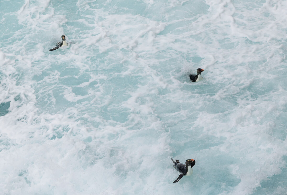 The washing machine, Sea Lion Island: There is a place called the ...