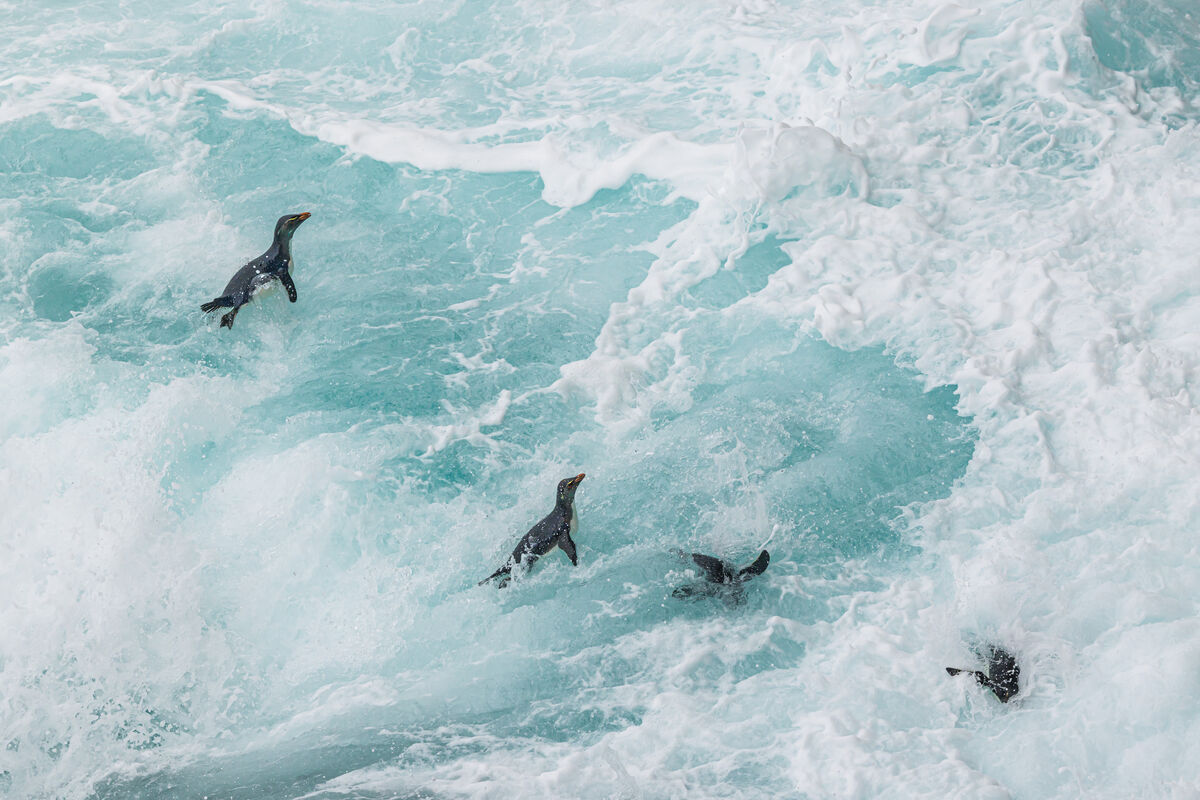 The washing machine, Sea Lion Island: There is a place called the ...