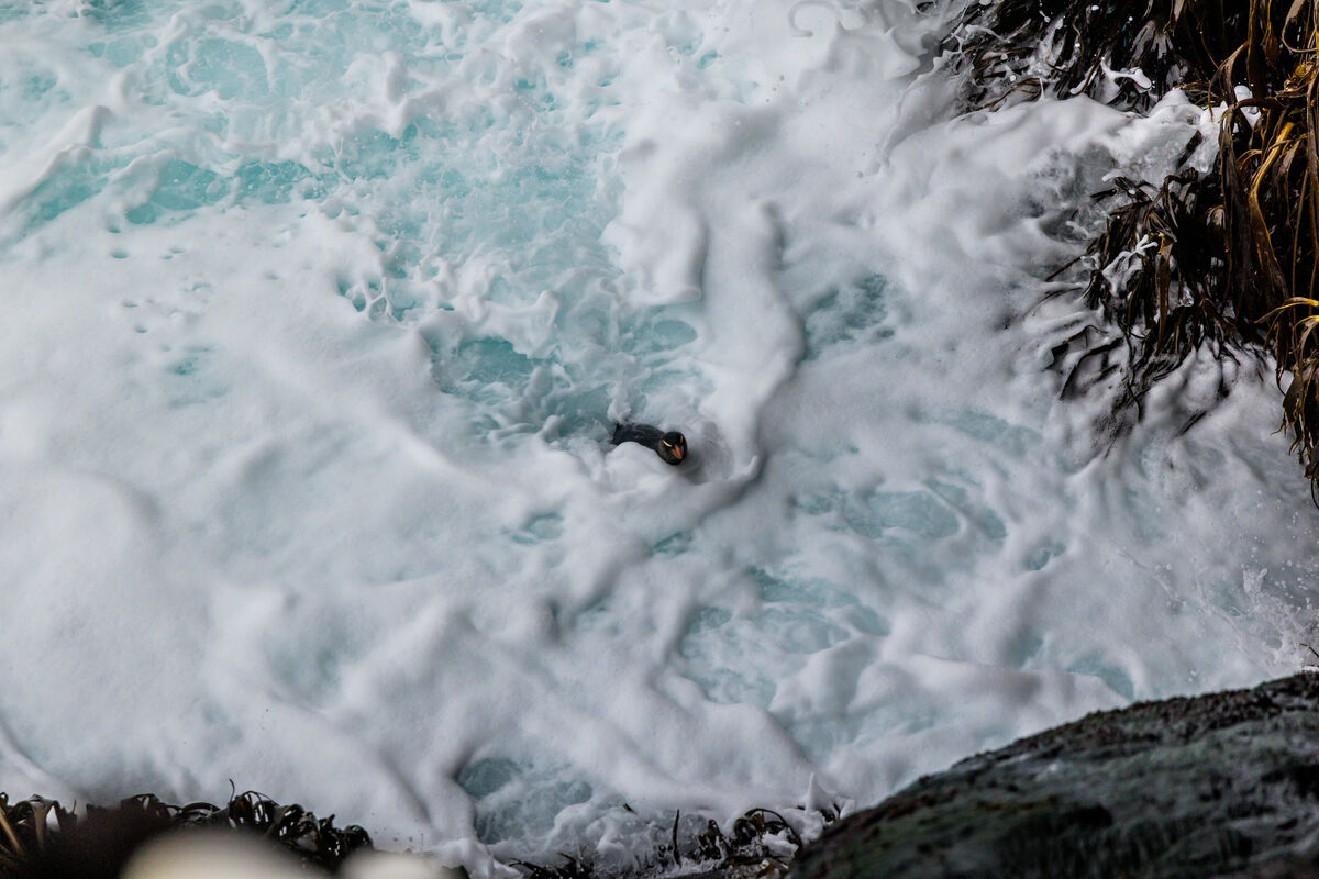 The washing machine, Sea Lion Island: There is a place called the ...