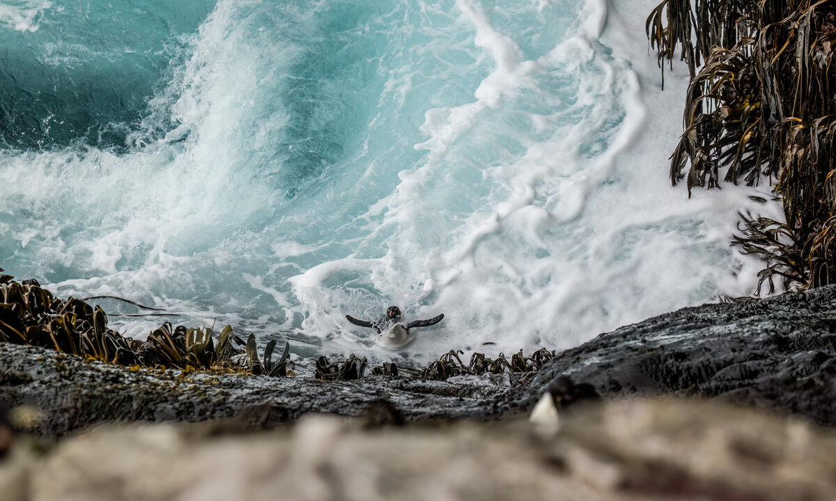 The washing machine, Sea Lion Island: There is a place called the ...