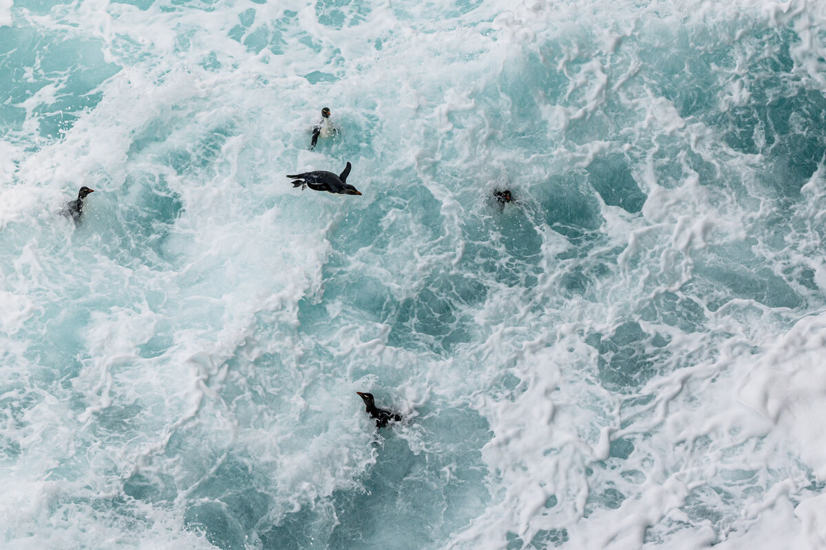 The washing machine, Sea Lion Island: There is a place called the ...