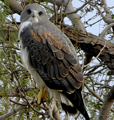 White-tailed hawk and Egyptian Goose: Hawk pic taken 1/11/26 in Flour ...