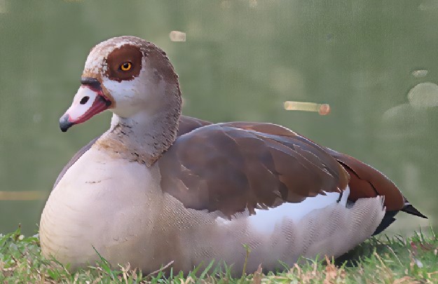 White-tailed hawk and Egyptian Goose: Hawk pic taken 1/11/26 in Flour ...