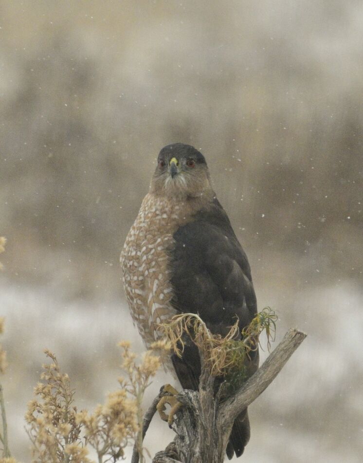 Coopers Hawk in a Snowstorm: It was snowing lightly when this Cooper ...