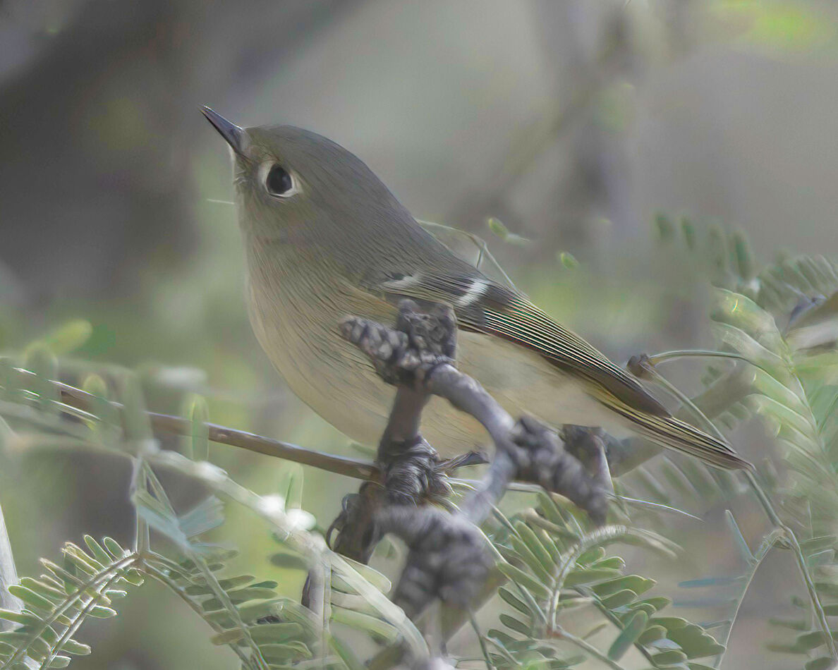 Northern Saw-whet Owl & friend: I went to Agua-Caliente park in Tucson ...