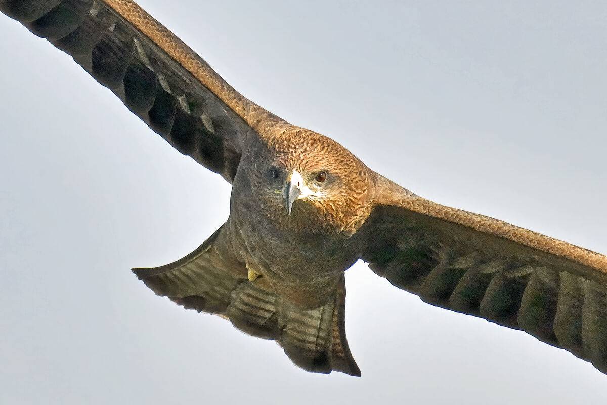 (From the not-posted archives) Staring contests with Indian birds: Dec ...
