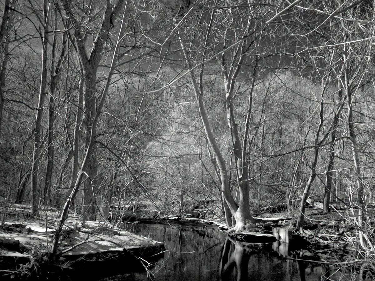 Wintery IR in the Forest: An excellent wander that day 🖤🩶🤍🩶🖤...