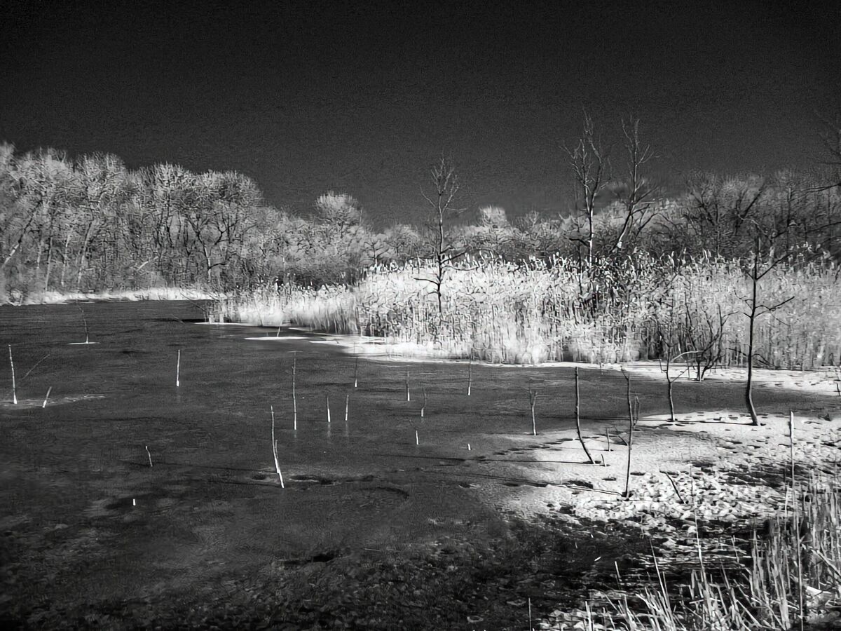 Wintery IR in the Forest: An excellent wander that day 🖤🩶🤍🩶🖤...